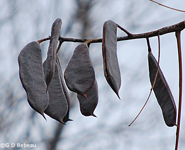 Kentucky Coffeetree, Gymnocladus dioicus (L.) K. Koch