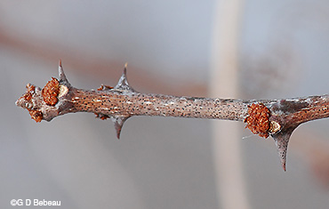 Prickly-ash, Zanthoxylum americanum Mill.