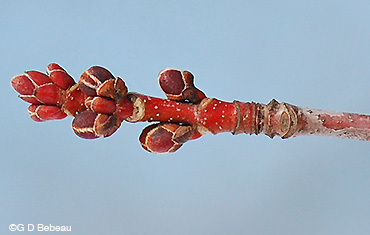 Acer Rubrum Buds