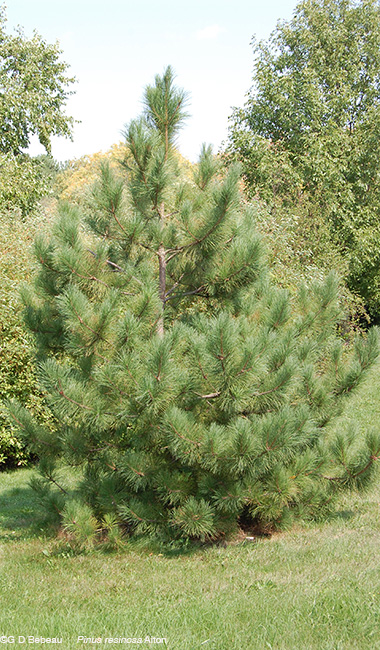 Red Pine, Norway Pine, Pinus resinosa Aiton
