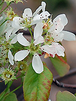 Running Serviceberry, Amelanchier spicata (Lam.) K.Koch