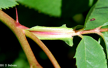 Swamp Rose, Rosa palustris Marshall