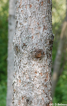 Tamarack Bark