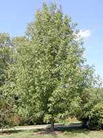 White Ash, Fraxinus americana L.