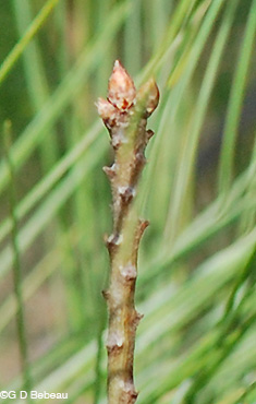 Eastern White Pine, Pinus strobus L.