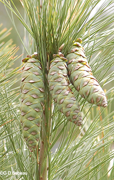Eastern White Pine, Pinus strobus L.