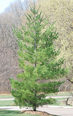 Eastern White Pine, Pinus strobus L.