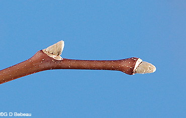 Yellowwood, Cladrastis kentukea (Dum. Cours.) Rudd