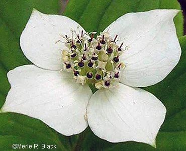 Bunchberry Dogwood, Cornus canadensis L.
