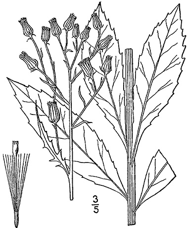 American Burnweed, Erechtites hieraciifolius (L.) Raf. ex DC.