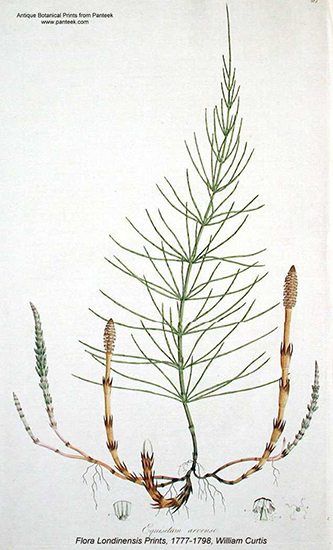 Field Horsetail, Equisetum arvense L.