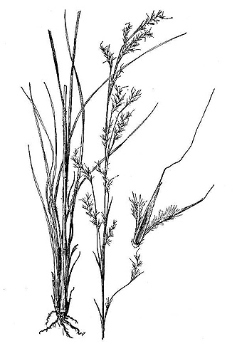 Little Bluestem, Schizachyrium scoparium (Michx.) Nash var. scoparium.