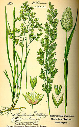 Reed Canary Grass, Phalaris arundinacea L.