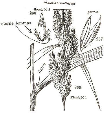 Reed Canary Grass, Phalaris arundinacea L.