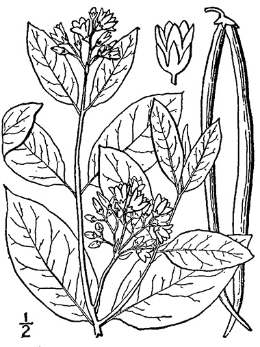 Indian Hemp, Apocynum cannabinum L.
