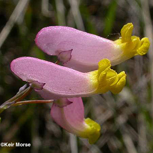 Pale Corydalis,Corydalis sempervirens (L.) Pers.