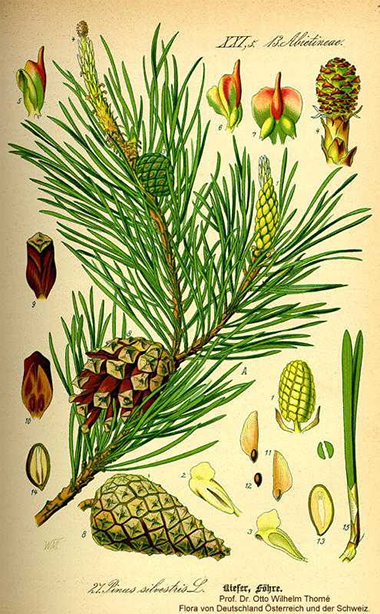 Scot's Pine, Pinus sylvestris L,