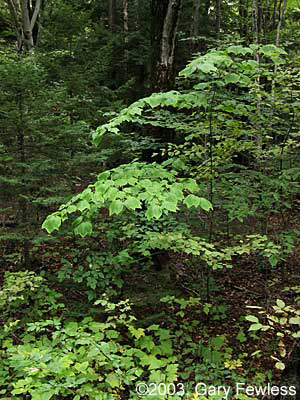 Striped Maple, Acer pensylvanicum L.