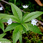 Starflower, Lysimachia borealis (Trientalis borealis L.)